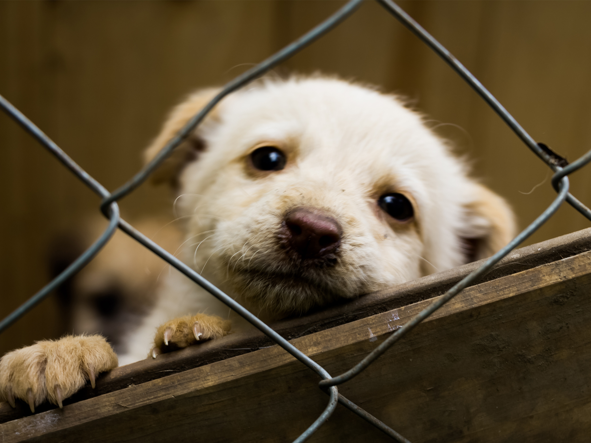 Llega Croquetón de Frody 2025 para ayudar a cientos de animales en ...